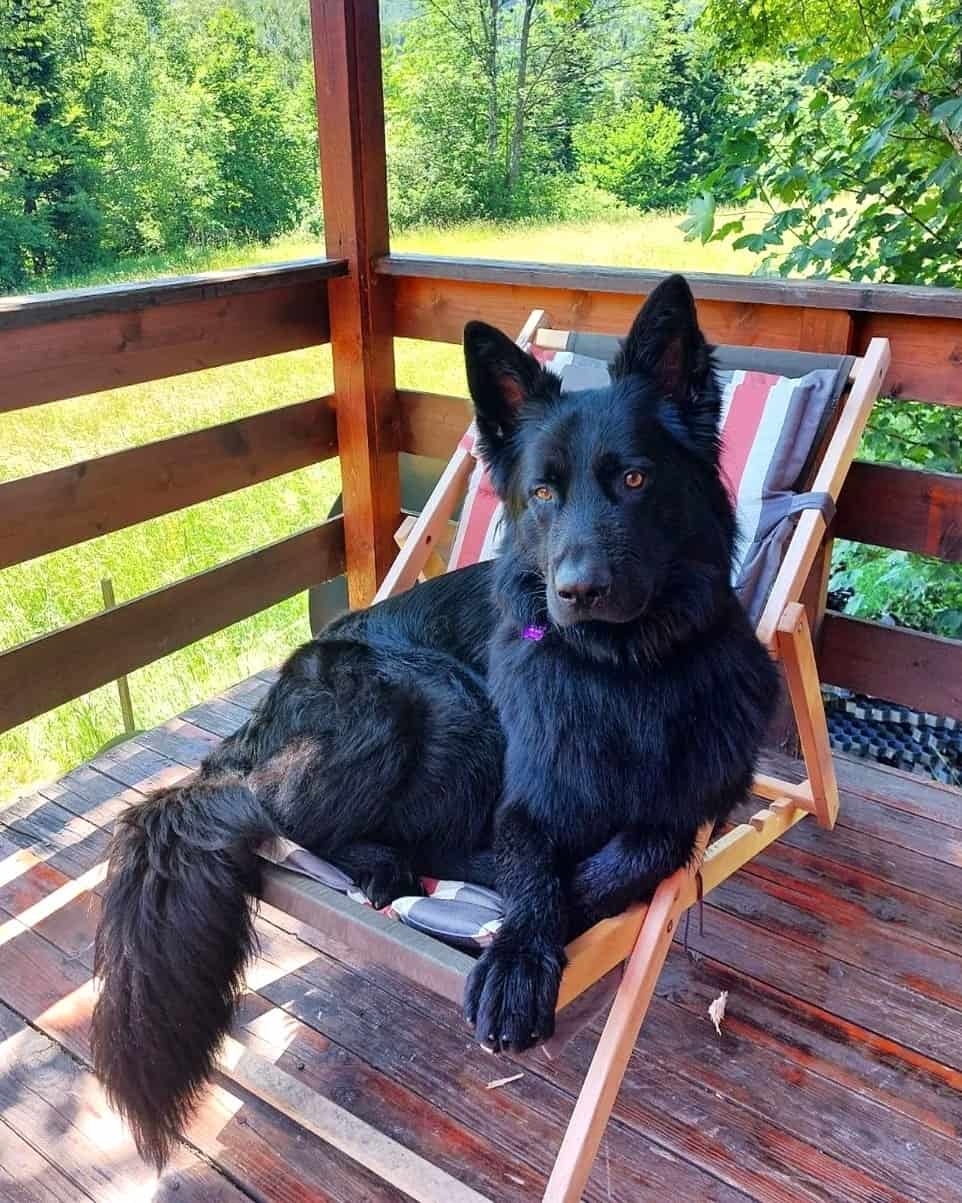 Old German Shepherd | Breed Information, Pictures & Facts