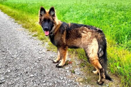 Old German Shepherd | Breed Information, Pictures & Facts