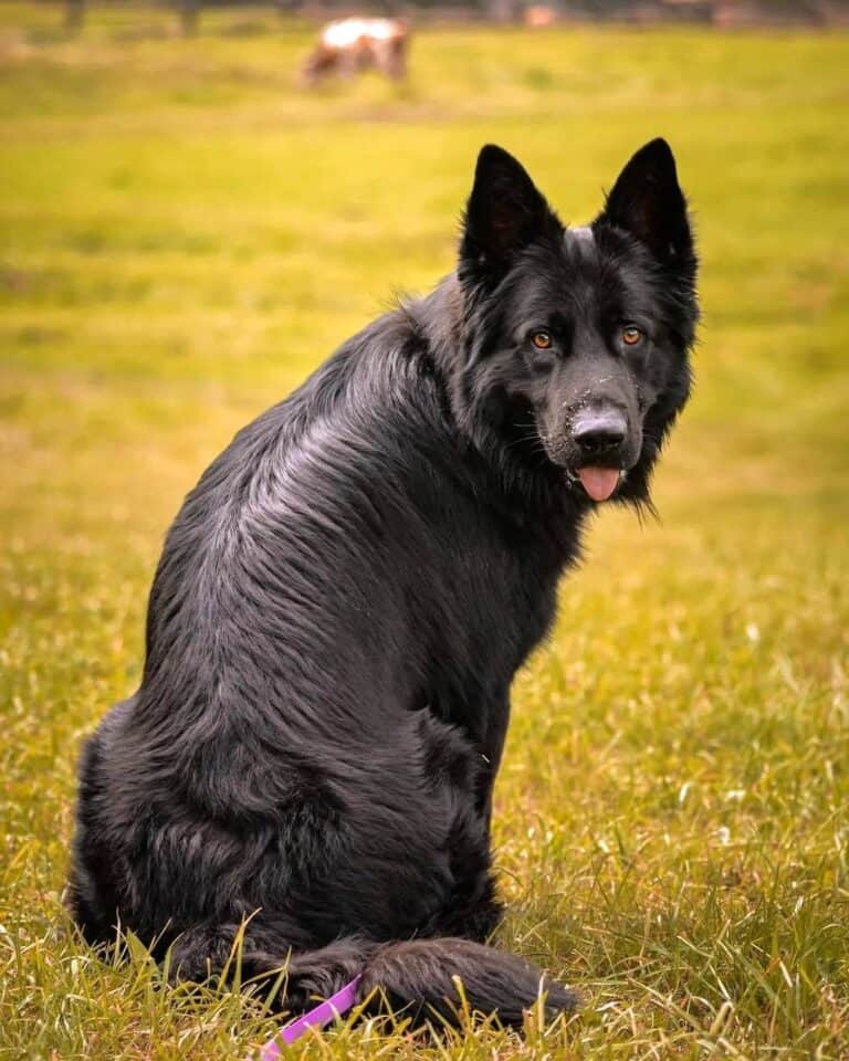 Old German Shepherd | Breed Information, Pictures & Facts