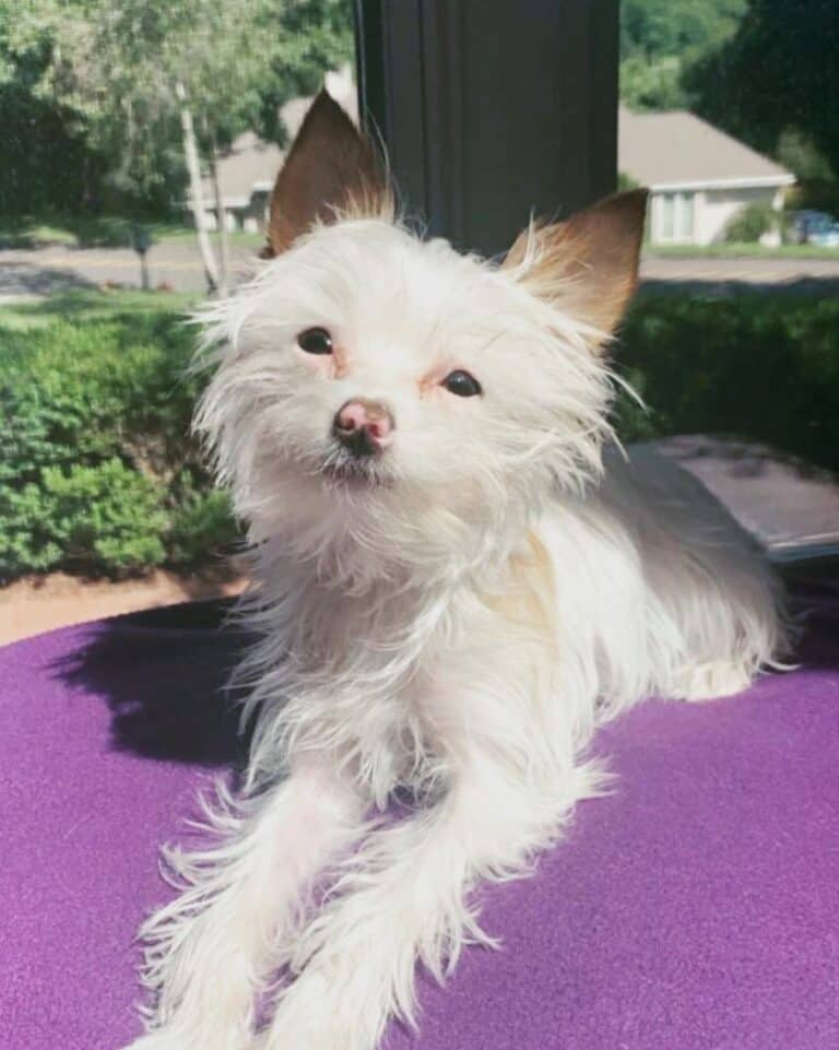 White Yorkie: Your Guide to the White Yorkshire Terrier