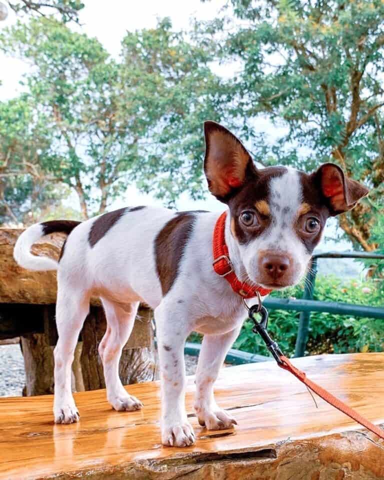 Pear Head Chihuahua: A Guide to This Uncommon Chihuahua