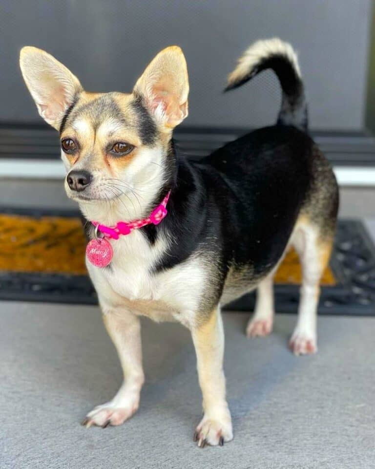 Pear Head Chihuahua: A Guide to This Uncommon Chihuahua