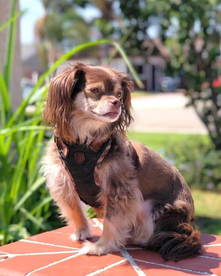 Pekingese Chihuahua Mix (Cheeks): Info, Pictures & Facts