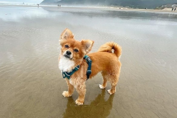 Pekingese Chihuahua Mix (Cheeks): Info, Pictures & Facts