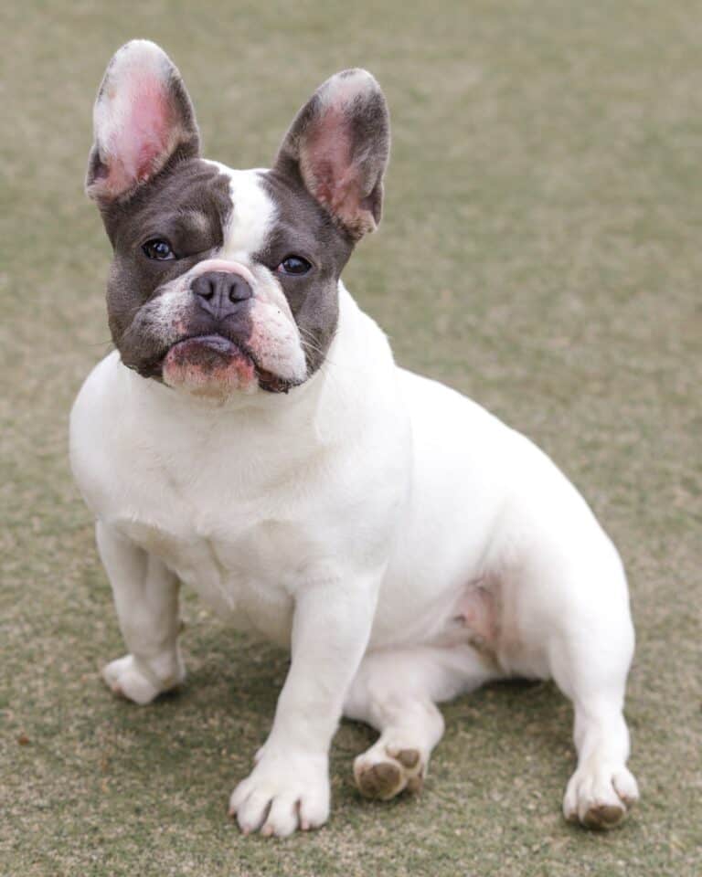 Grey French Bulldog: Appearance, Genetics, Pictures & Facts
