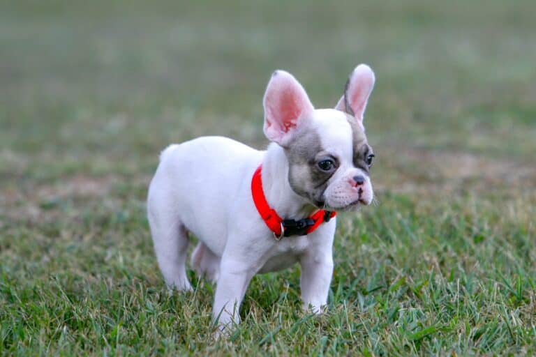 Pied French Bulldog: Appearance, Genetics, Pictures & Facts