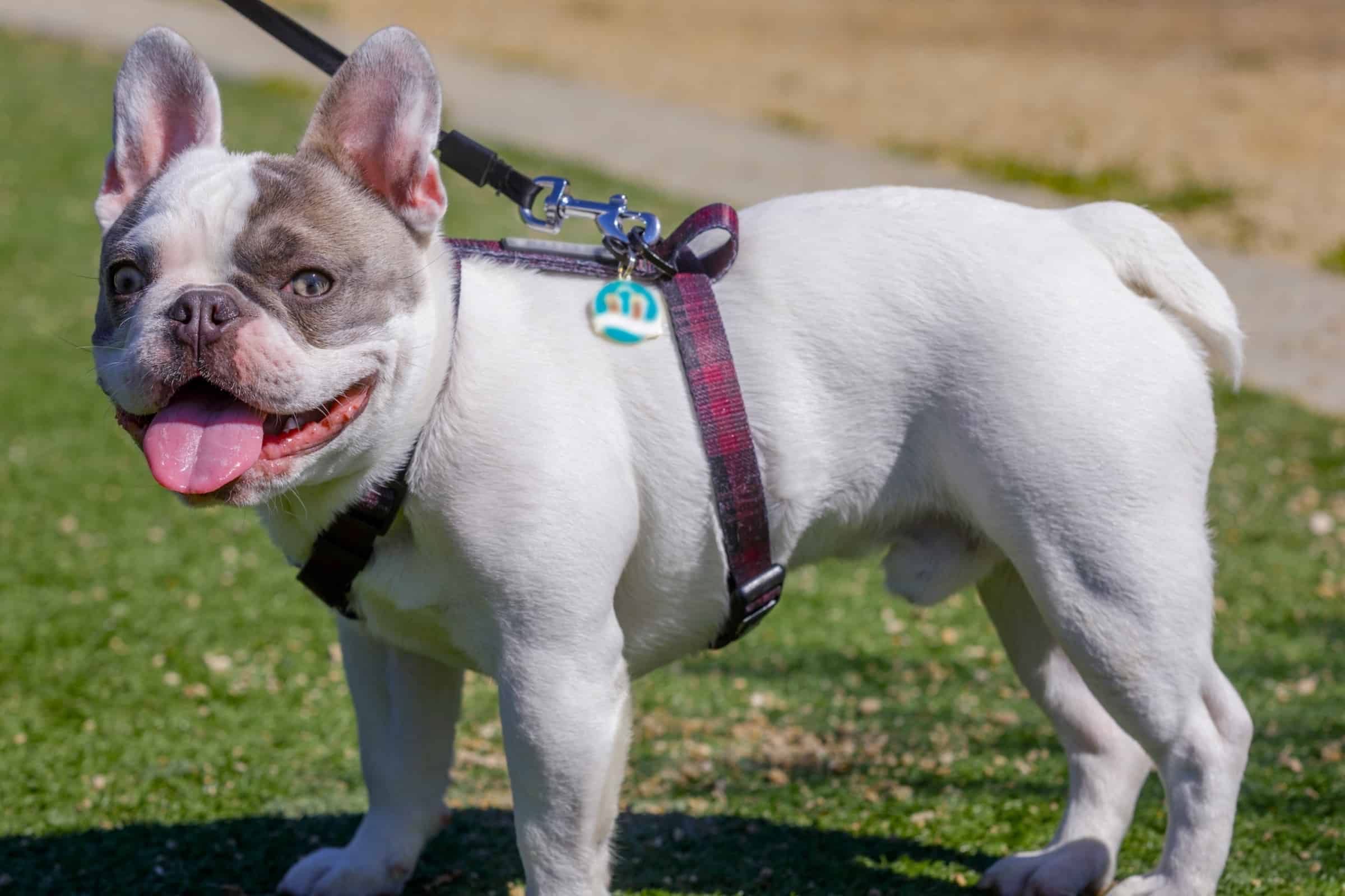 Pied French Bulldog: Appearance, Genetics, Pictures & Facts