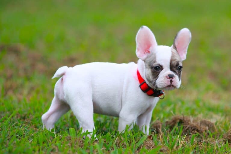 Pied French Bulldog: Appearance, Genetics, Pictures & Facts