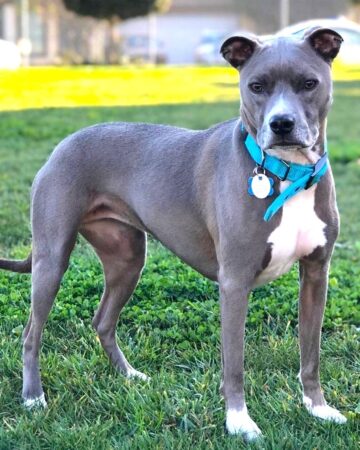 Whippet Pitbull Mix: Breed Info, Traits & Facts (With Pictures)