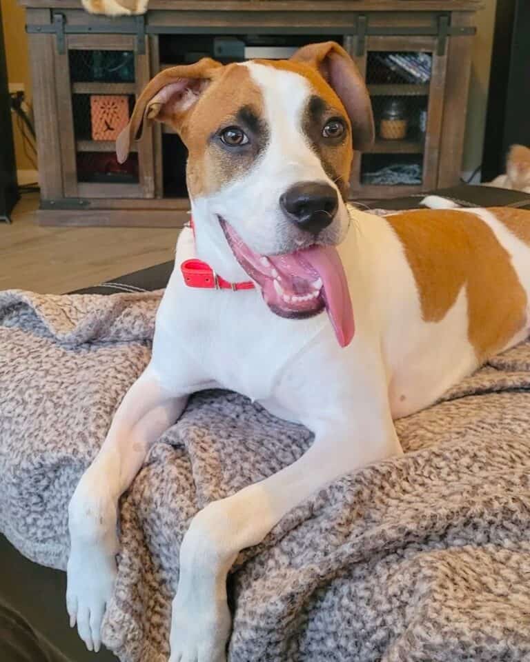 Coonhound Pitbull Mix: Info, Traits & Facts (With Pictures)