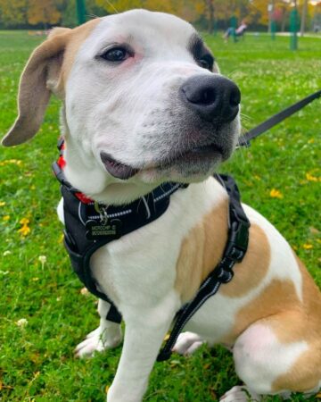 Great Pyrenees Pitbull Mix (Pyrenees Pit): Info, Pictures & Facts