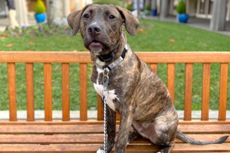 Plott Hound Pitbull Mix: Info, Traits & Facts (With Pictures)