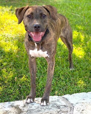 Plott Hound Pitbull Mix: Info, Traits & Facts (With Pictures)