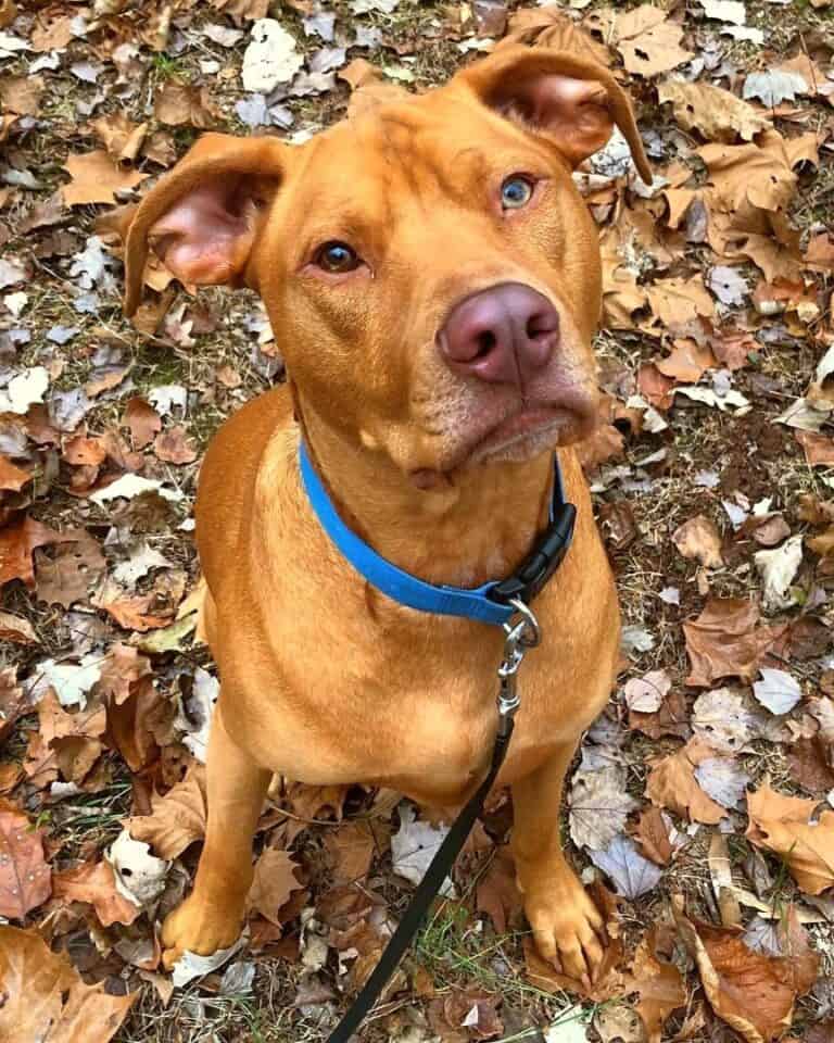 Vizsla Pitbull Mix: Breed Info, Traits & Facts (With Pictures)