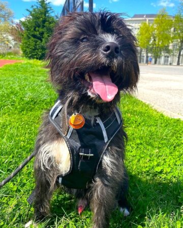 Pitbull Yorkie Mix (Yorkie Pit): Info, Pictures, Traits & Facts
