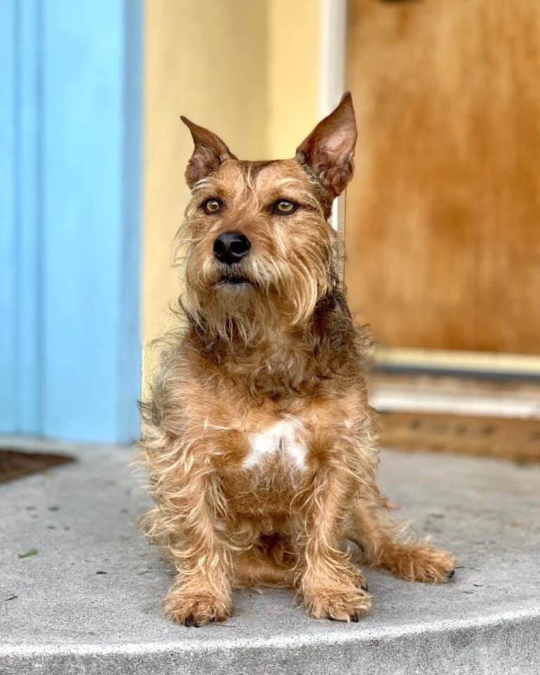 Pitbull Yorkie Mix (Yorkie Pit): Info, Pictures, Traits & Facts