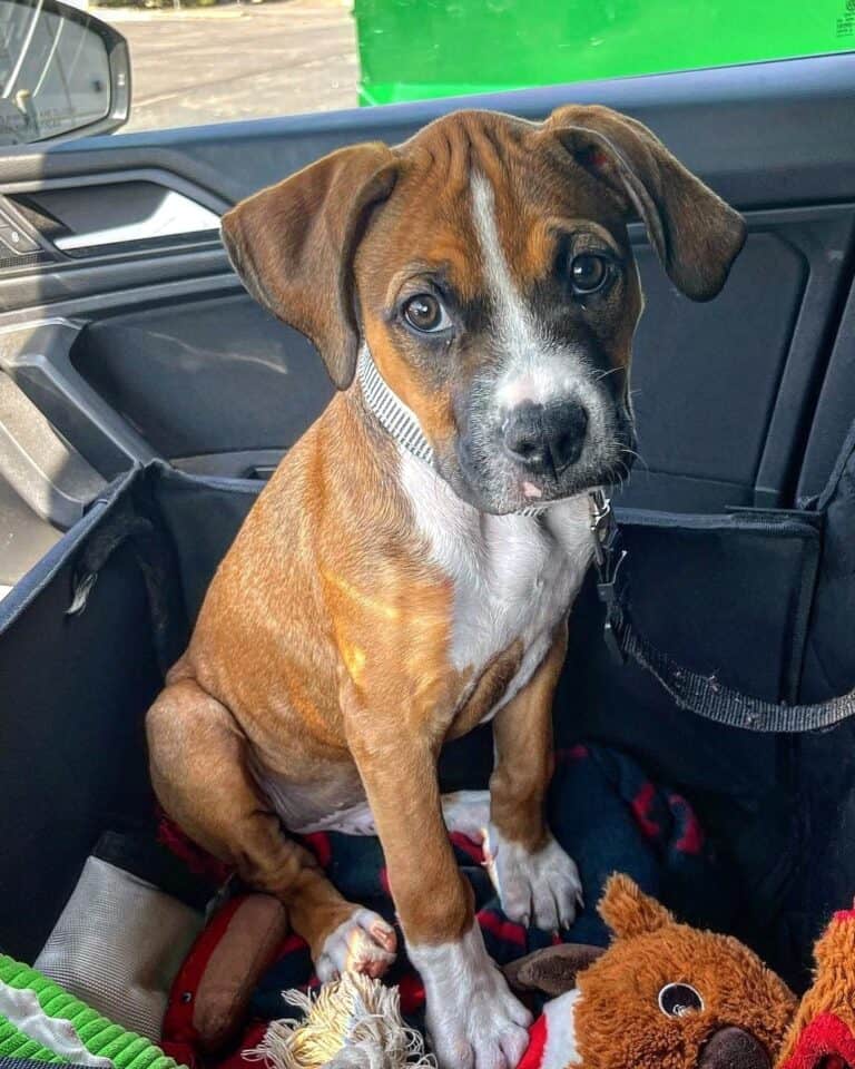 Plott Hound Pitbull Mix: Info, Traits & Facts (With Pictures)