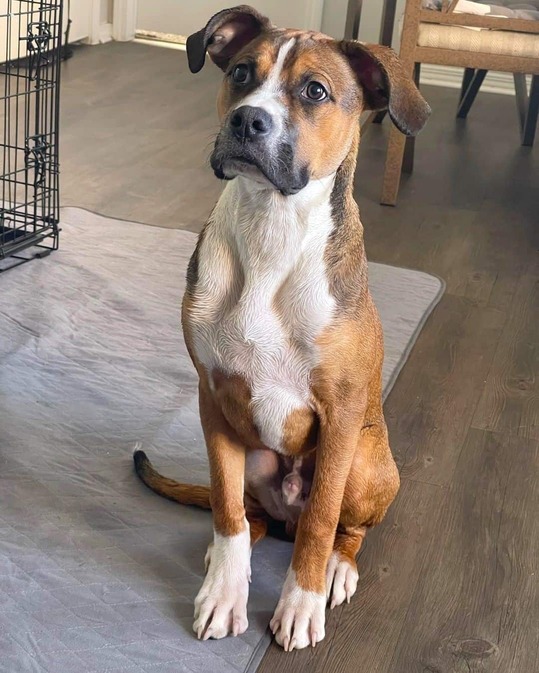 Plott Hound Pitbull Mix: Info, Traits & Facts (With Pictures)