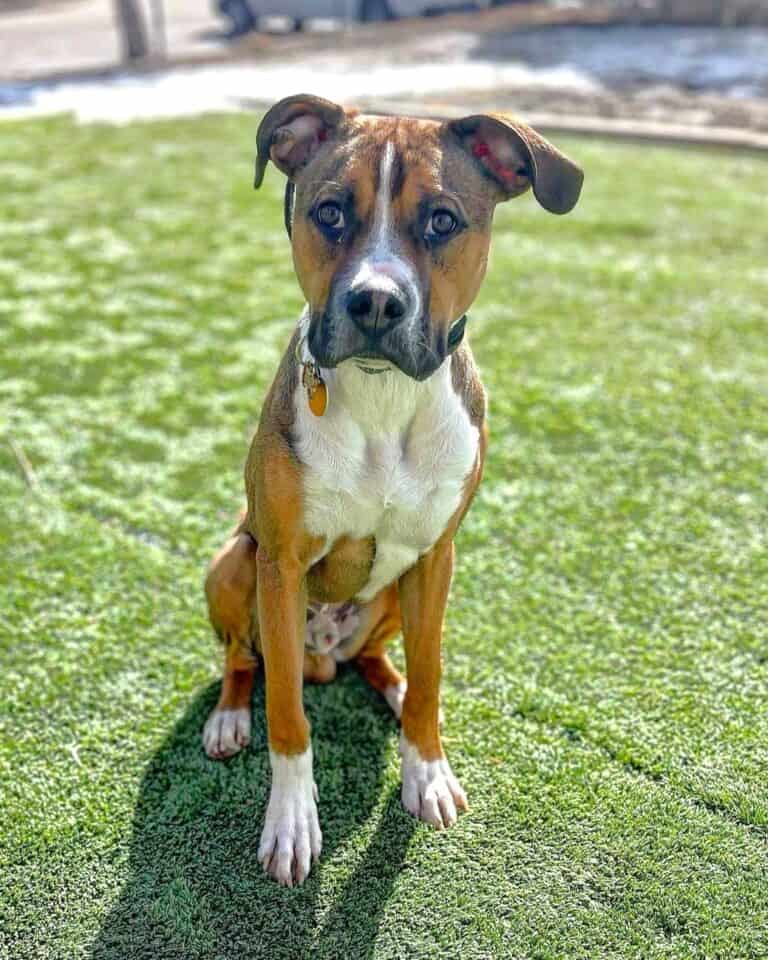 Plott Hound Pitbull Mix: Info, Traits & Facts (With Pictures)