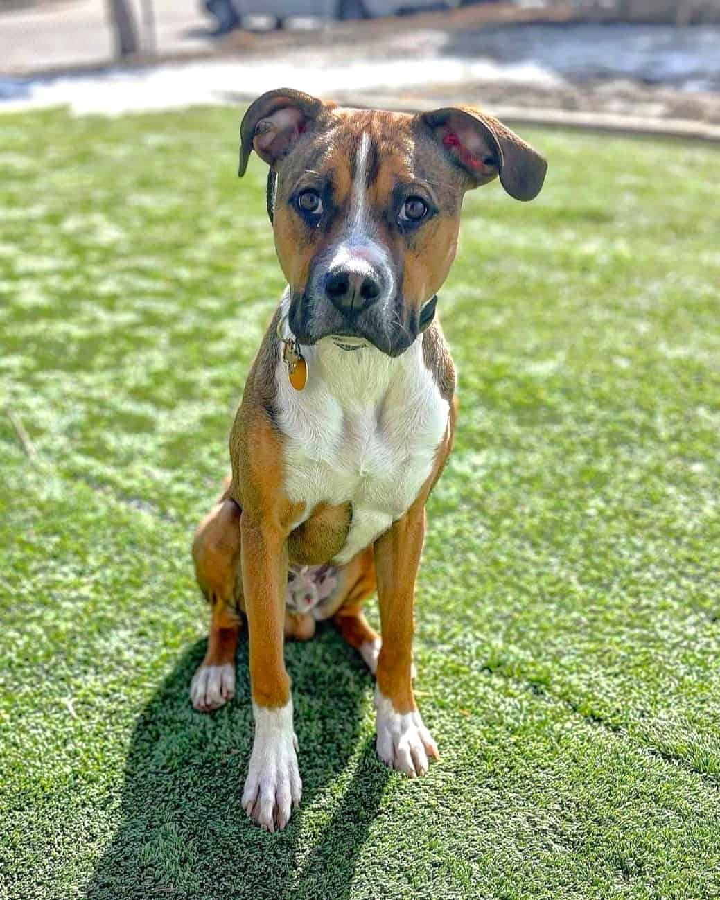 Plott Hound Pitbull Mix: Info, Traits & Facts (With Pictures)