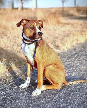 Plott Hound Pitbull Mix: Info, Traits & Facts (With Pictures)