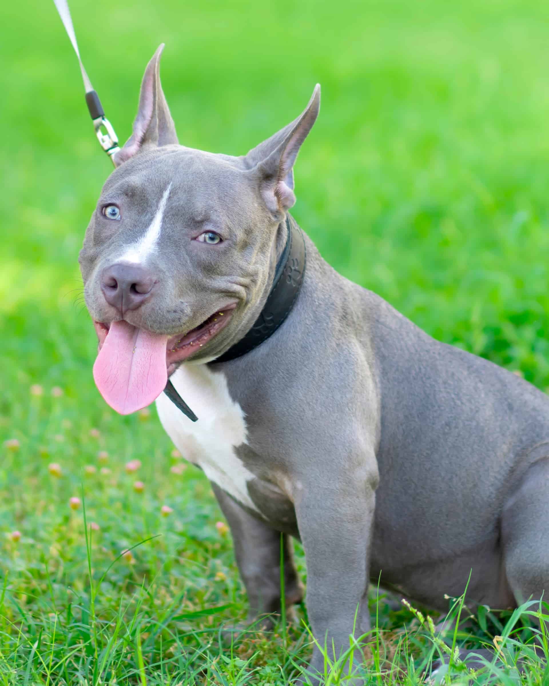 American Pocket Bully | Breed Info, Pictures, Facts & Size