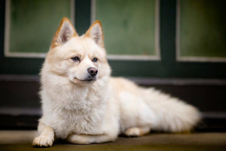 Pomsky (Pomeranian & Husky Mix) Info, Pictures & Facts