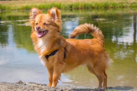 Pomchi | Mixed Breed Information, Pictures, Traits & Facts