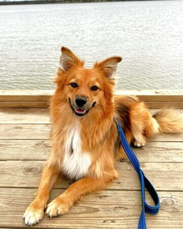Aussie Pom (Australian Shepherd & Pomeranian Mix)