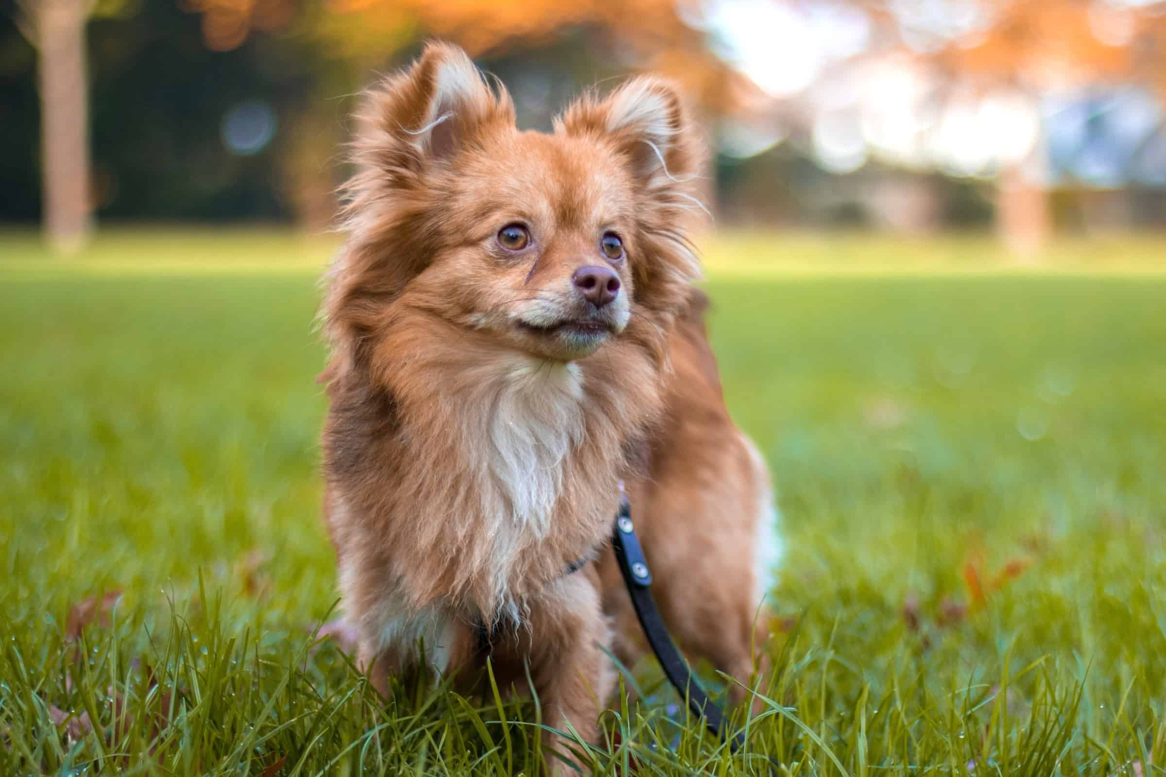 Pomchi | Mixed Breed Information, Pictures, Traits & Facts