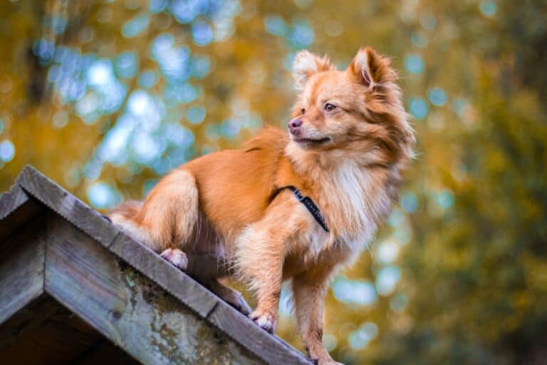 Pomchi | Mixed Breed Information, Pictures, Traits & Facts