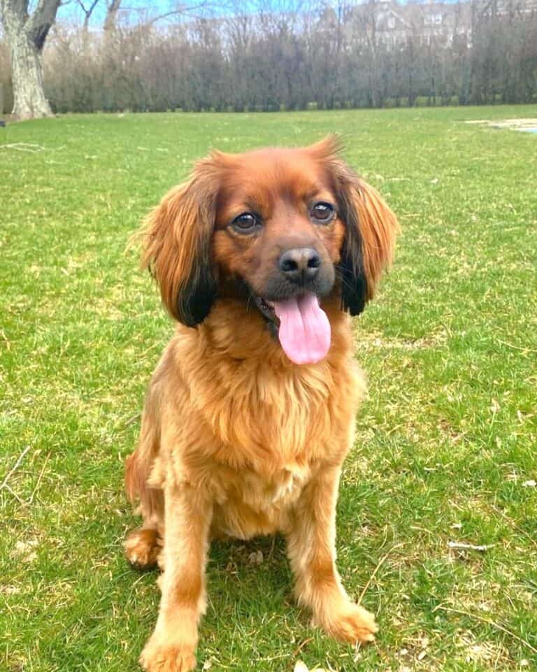 7 Different Types of Pomeranians (With Pictures & Facts)