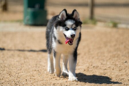 Pomsky (Pomeranian & Husky Mix) Info, Pictures & Facts