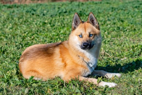 Pomsky (Pomeranian & Husky Mix) Info, Pictures & Facts