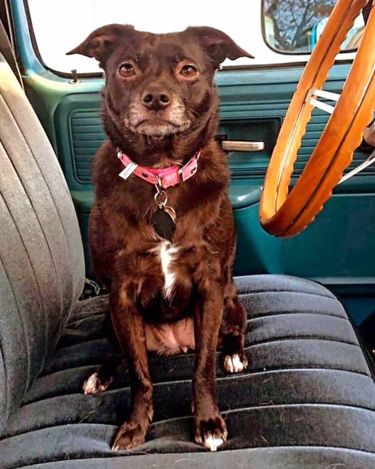 Pomeranian Pitbull Mix: Info, Pictures, Traits & Facts