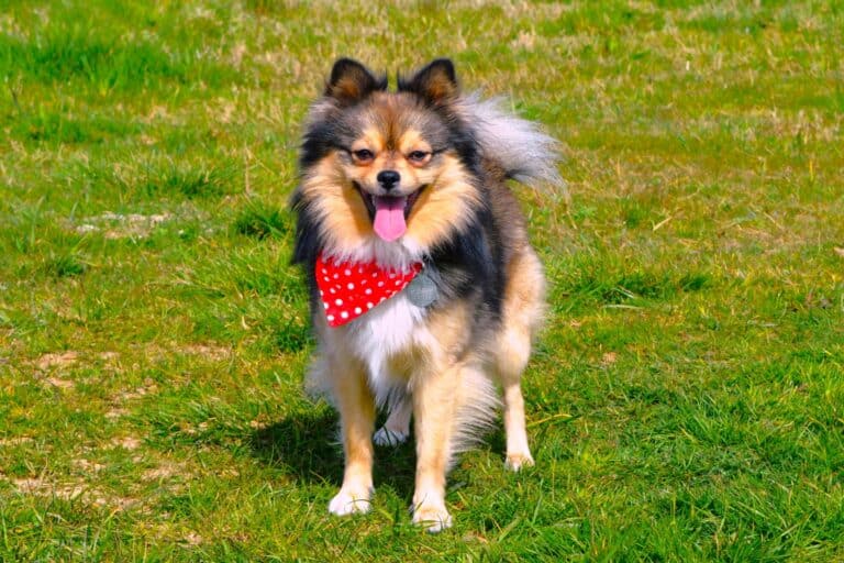 Pomchi | Mixed Breed Information, Pictures, Traits & Facts