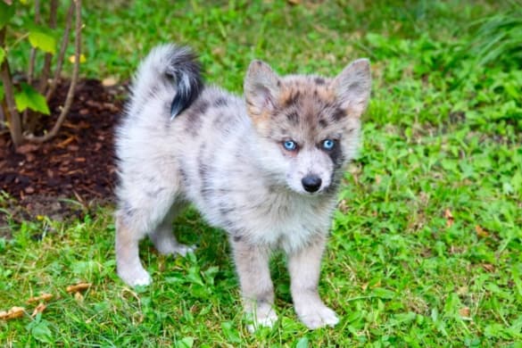Pomsky (Pomeranian & Husky Mix) Info, Pictures & Facts