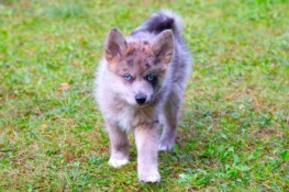 Pomsky (Pomeranian & Husky Mix) Info, Pictures & Facts