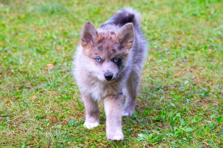 Pomsky (Pomeranian & Husky Mix) Info, Pictures & Facts