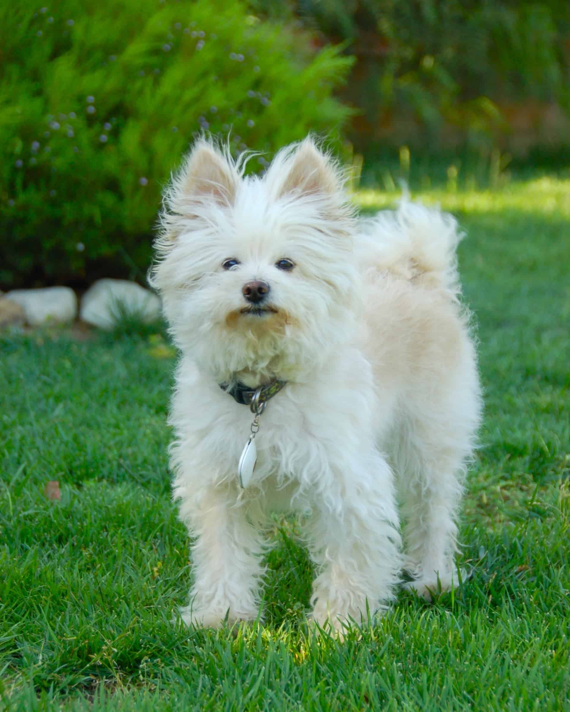 7 Different Types of Pomeranians (With Pictures & Facts)