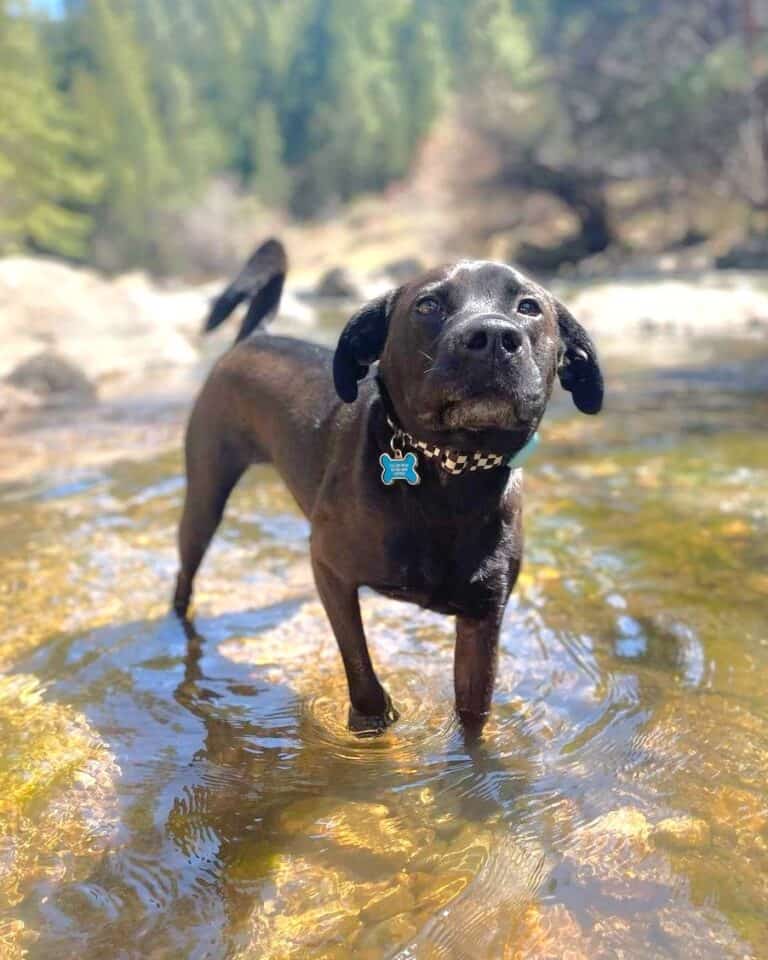 Lab Terrier Mix | Breed Information, Pictures, Traits & Facts