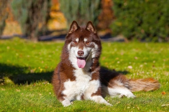Red Husky: An Ultimate Guide to the Red Siberian Husky