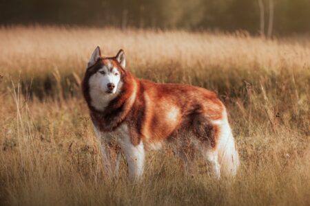 Red Husky: An Ultimate Guide to the Red Siberian Husky