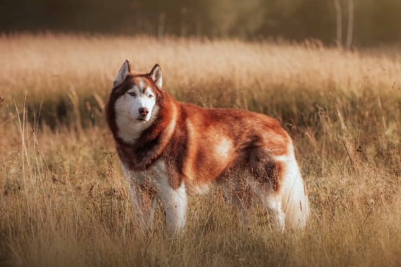 Red Husky: An Ultimate Guide to the Red Siberian Husky