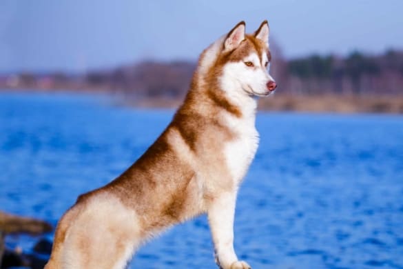 Red Husky: An Ultimate Guide to the Red Siberian Husky