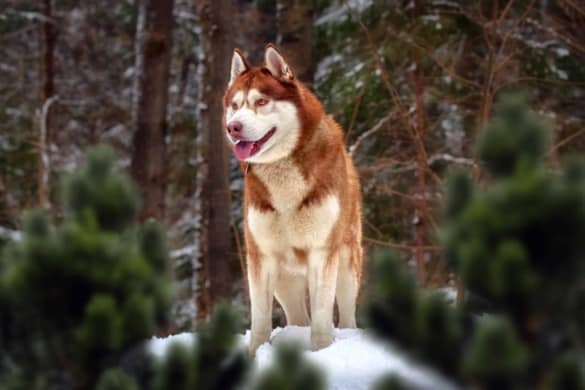 Red Husky: An Ultimate Guide to the Red Siberian Husky