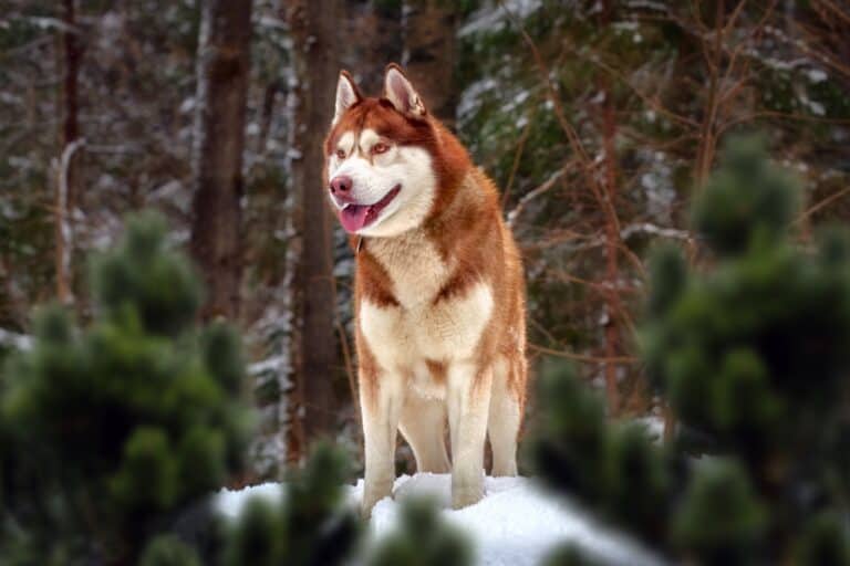 Red Husky: An Ultimate Guide to the Red Siberian Husky