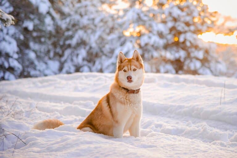 Red Husky: An Ultimate Guide to the Red Siberian Husky