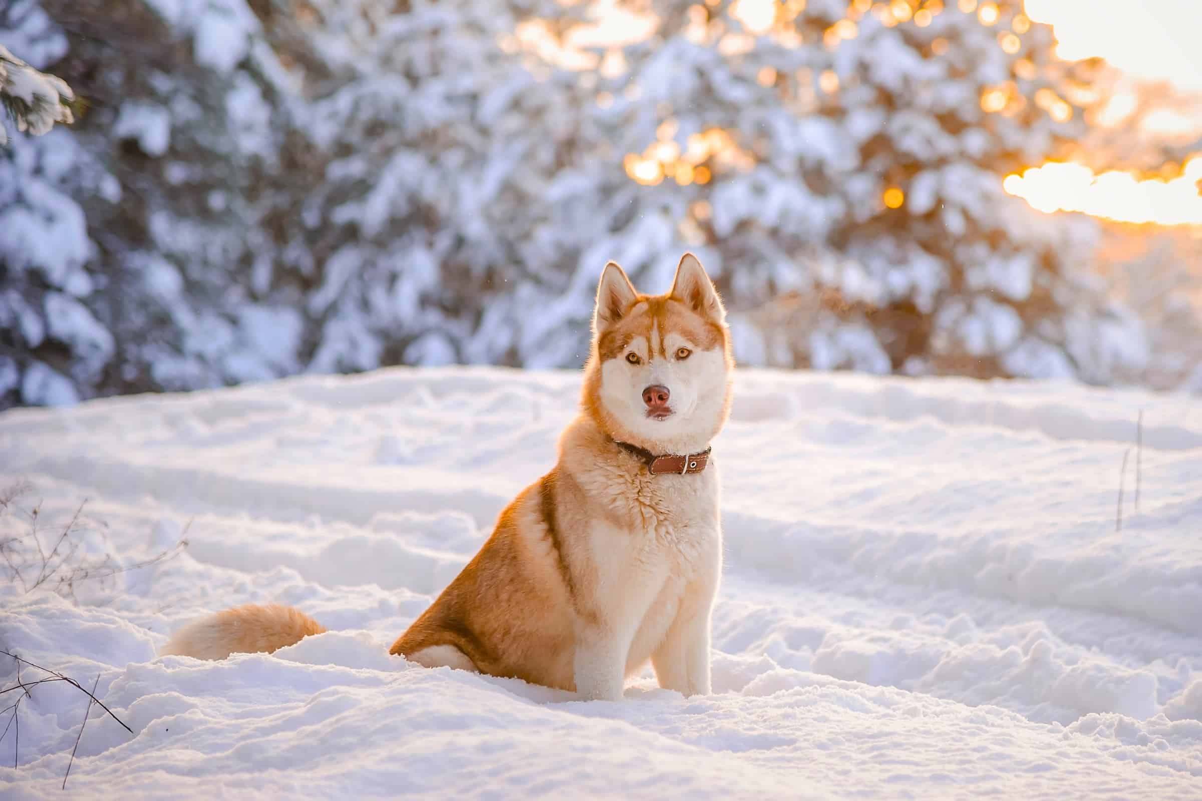 Red Husky: An Ultimate Guide to the Red Siberian Husky