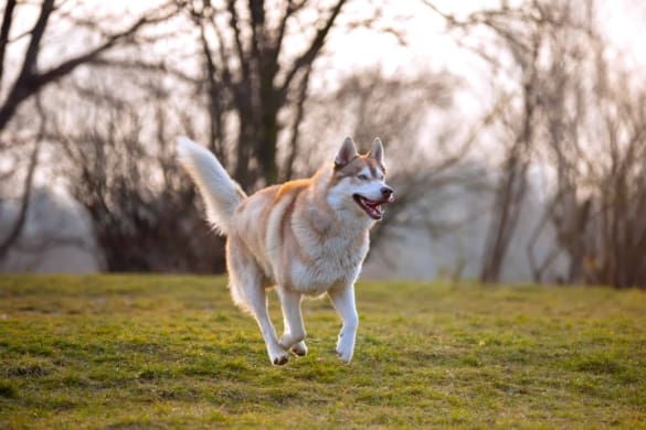 How Long Do Huskies Live? Average Lifespan & Causes of Death